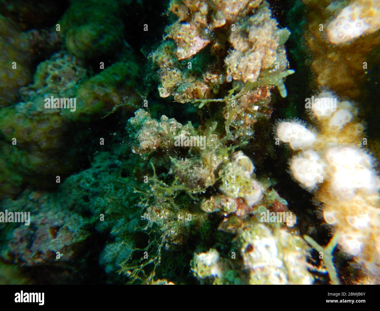 seaweeds, Algae, Macroalgae Stock Photo - Alamy
