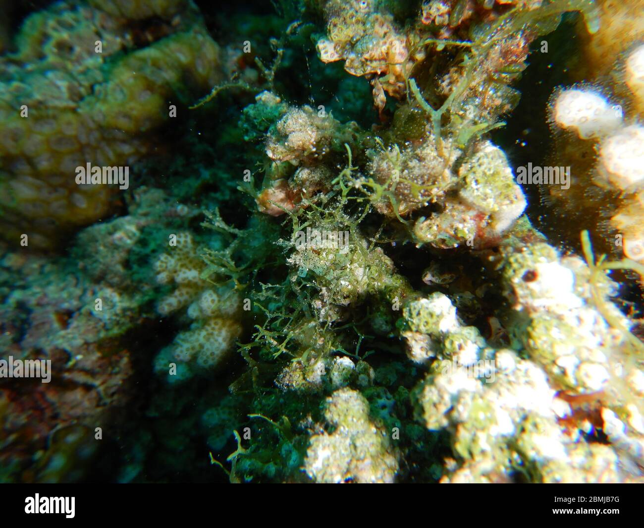 seaweeds, Algae, Macroalgae Stock Photo - Alamy