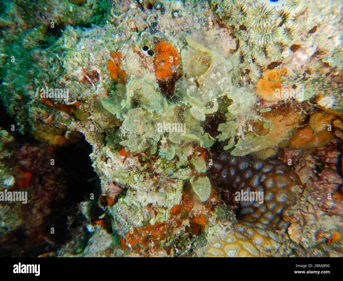 seaweeds, Algae, Macroalgae Stock Photo - Alamy