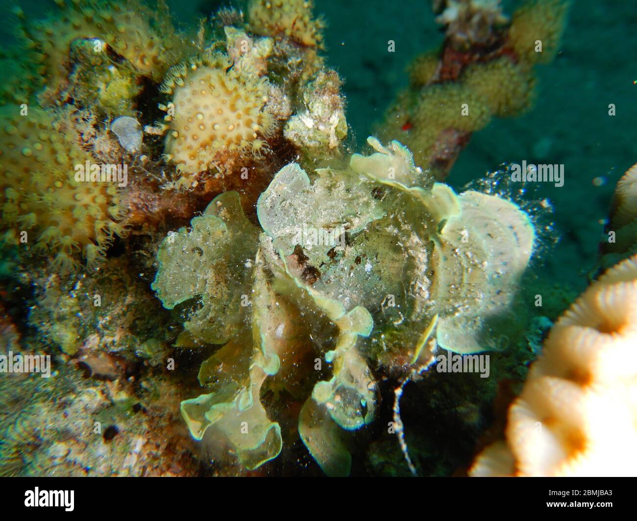 seaweeds, Algae, Macroalgae Stock Photo - Alamy
