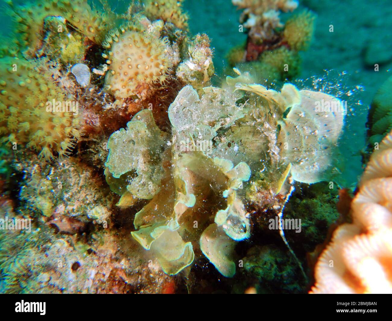 seaweeds, Algae, Macroalgae Stock Photo - Alamy