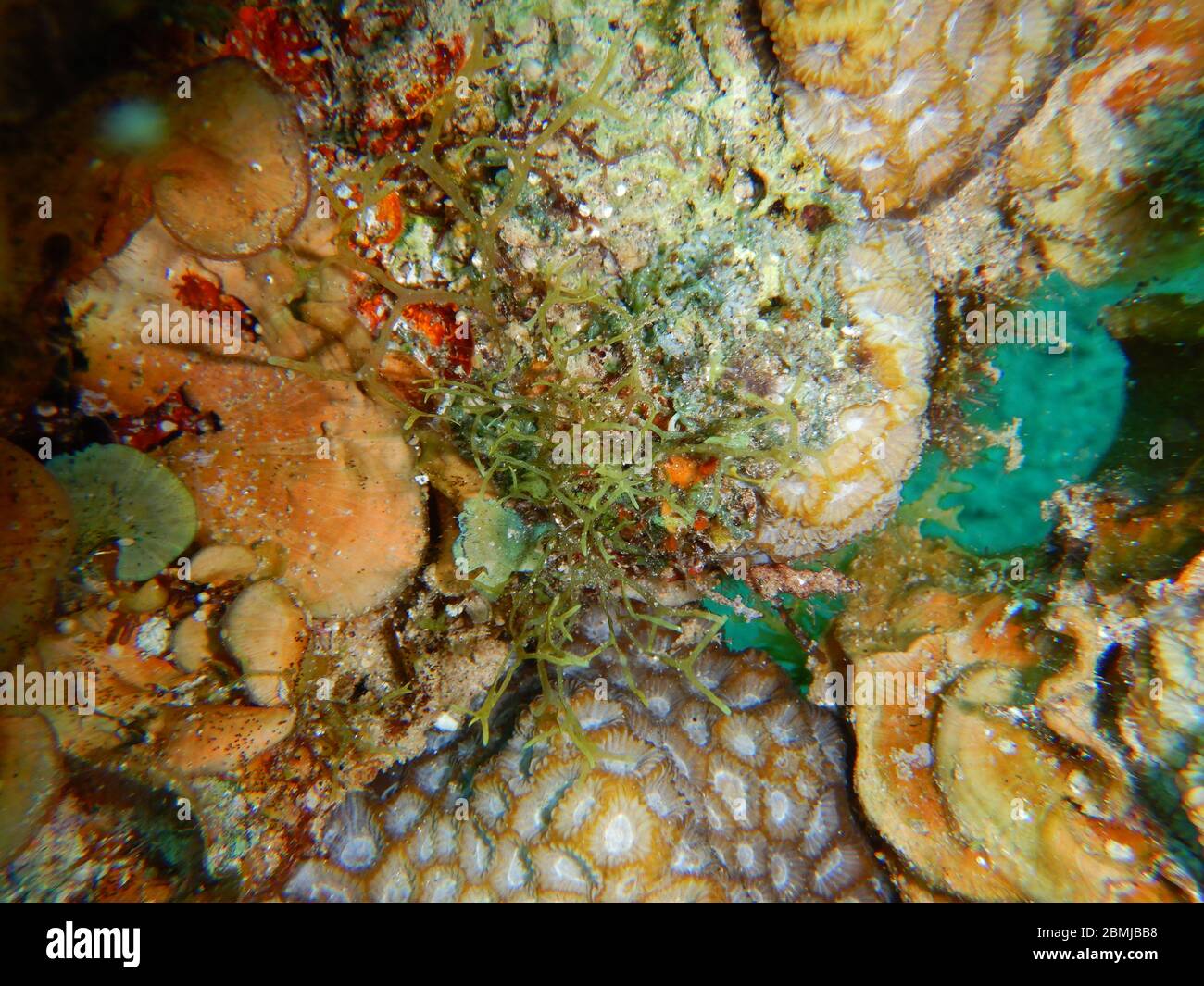 seaweeds, brown algae, macroalgae Stock Photo - Alamy