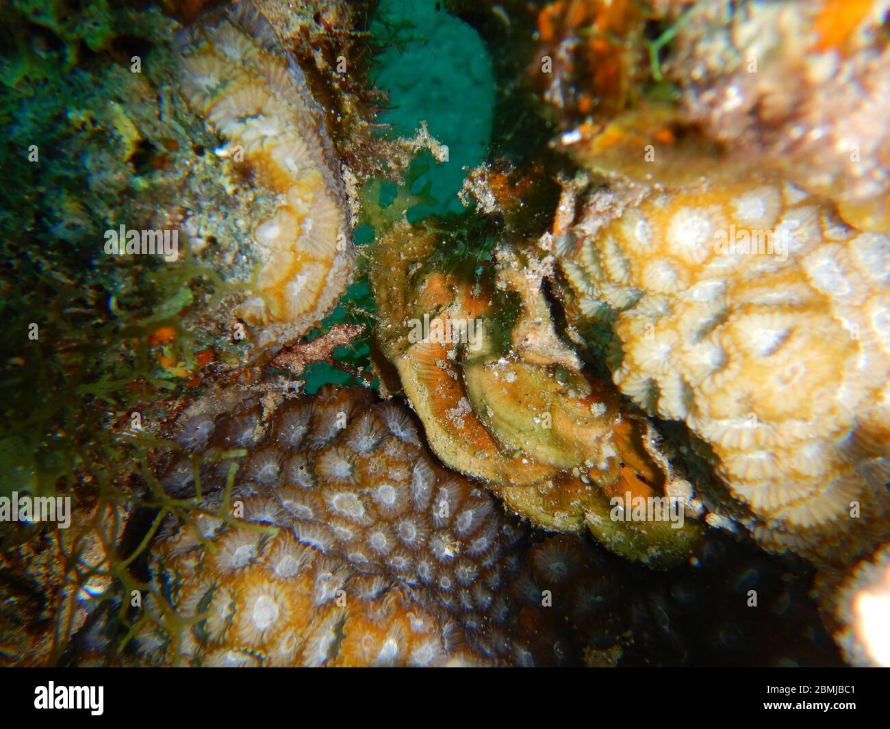 Coral Reef Ecosystem Stock Photo - Alamy