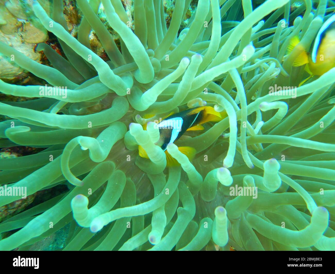 Nemo fish, sea anemone, anemone fish, Amphiprioninae, Clownfish Stock ...