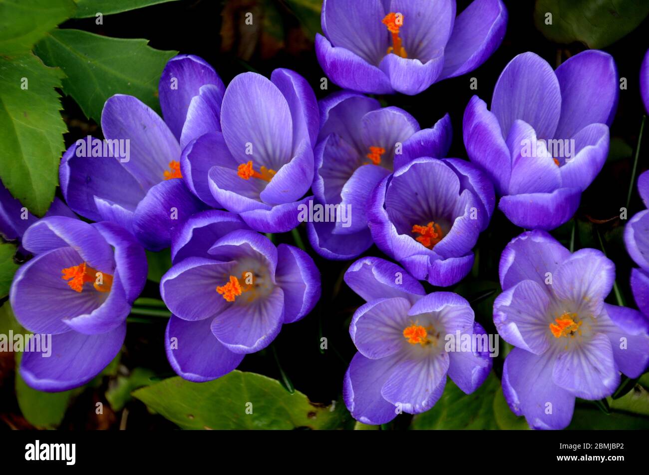 Fill bloom hi-res stock photography and images - Alamy