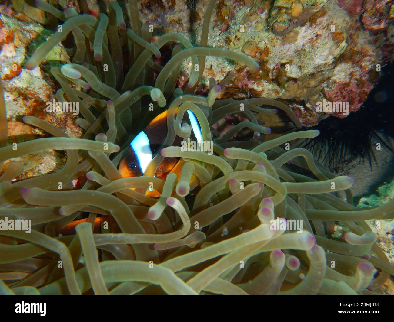 Nemo fish, sea anemone, anemone fish, Amphiprioninae, Clownfish Stock ...