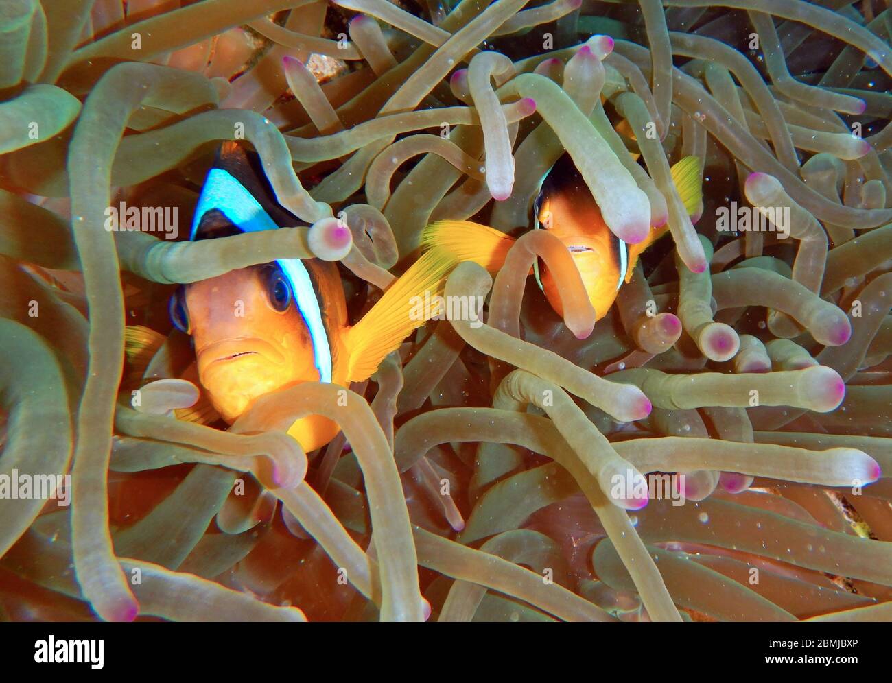 Nemo fish, sea anemone, anemone fish, Amphiprioninae, Clownfish Stock ...