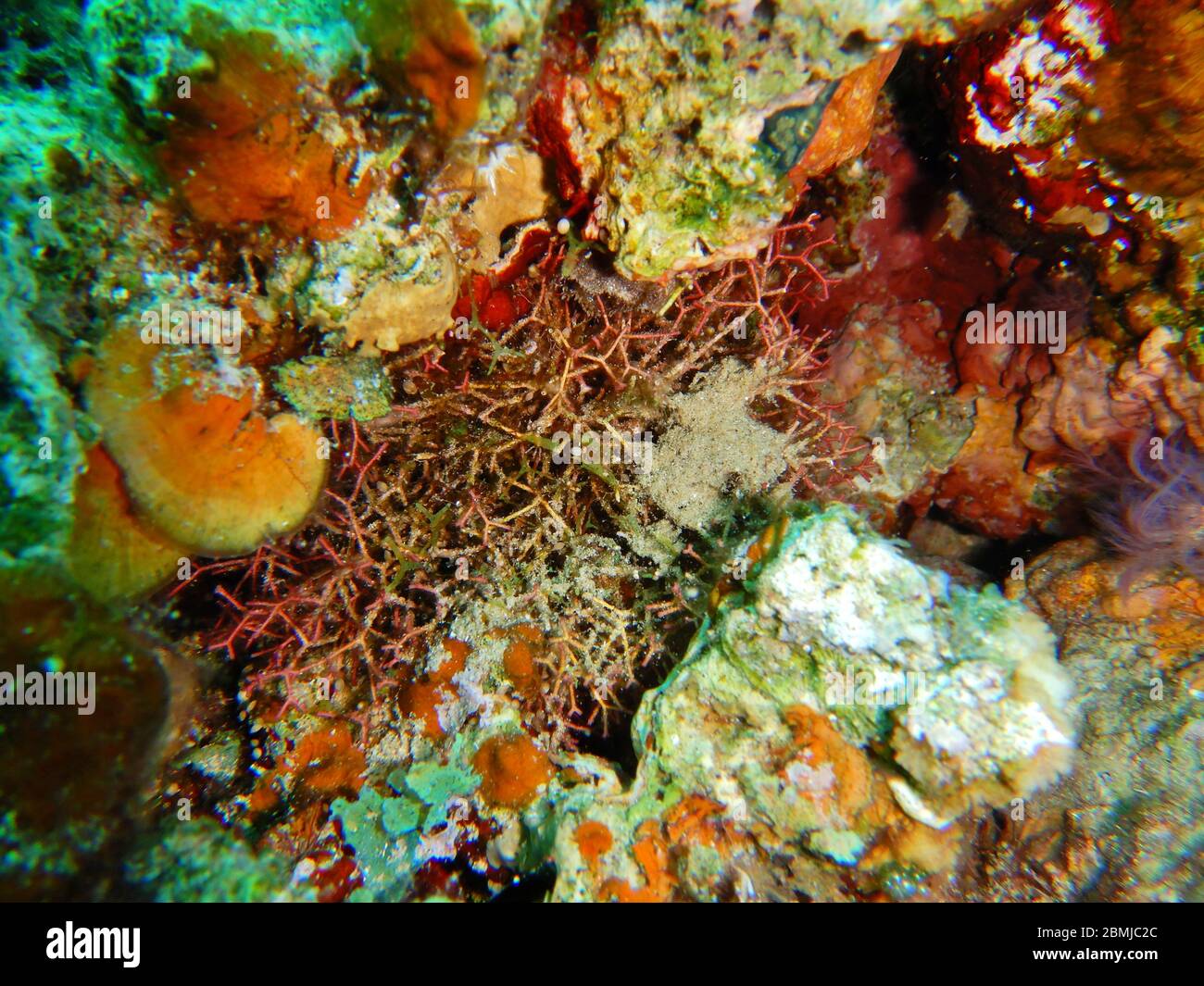 seaweeds, Algae, Macroalgae Stock Photo - Alamy