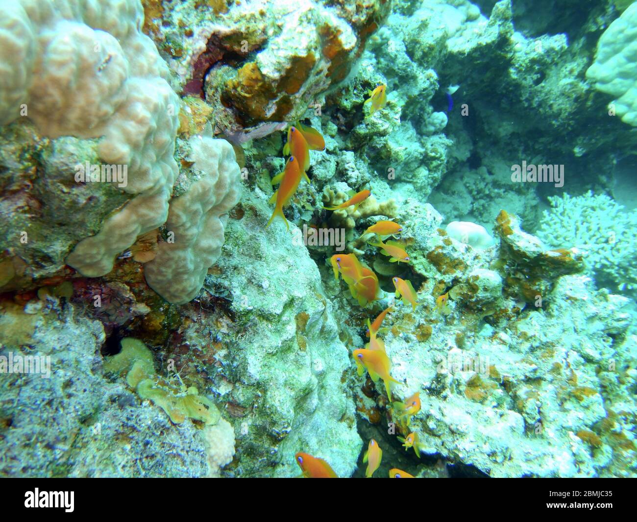 Coral reef fishes in ras mohammed national park hi-res stock ...
