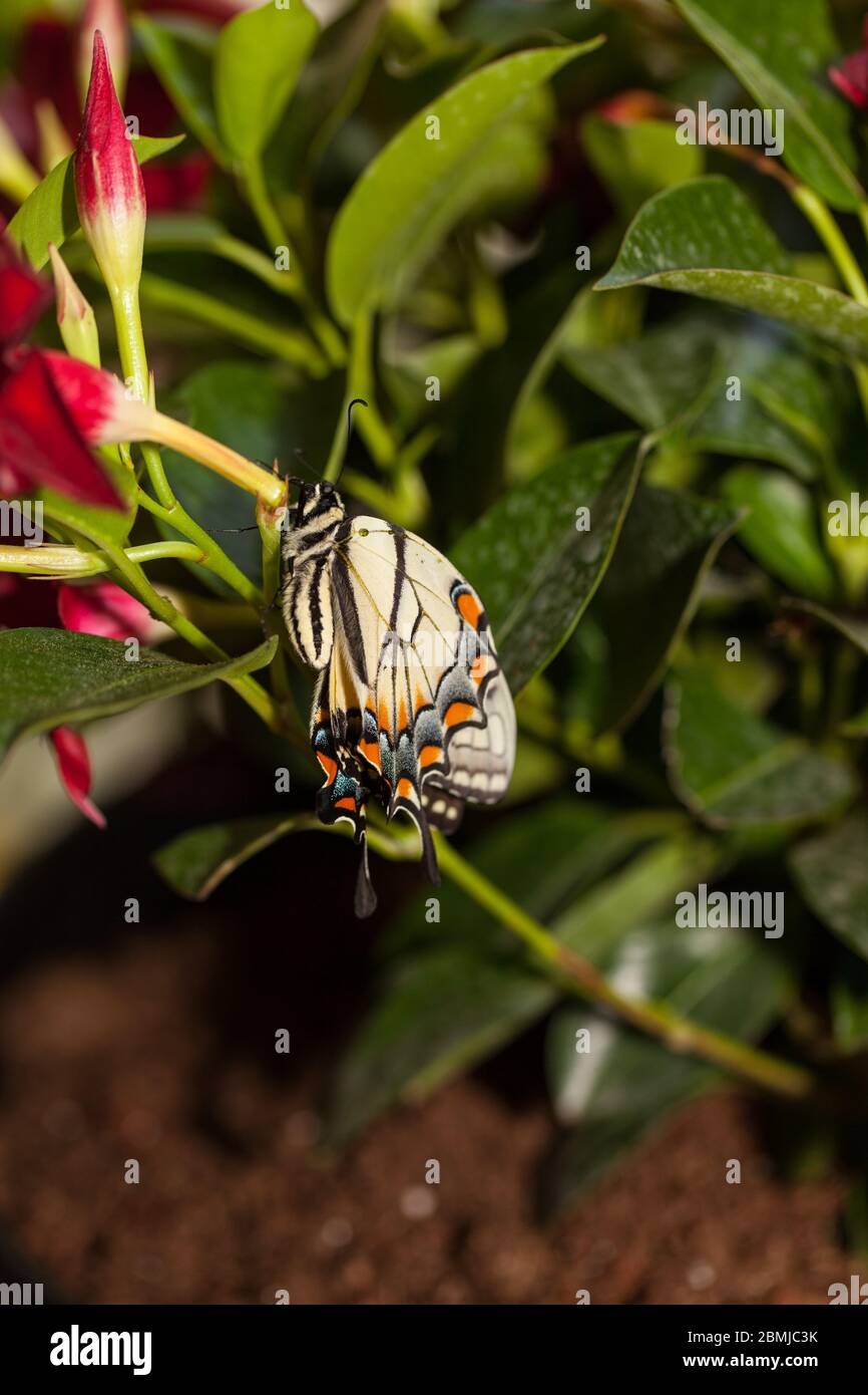 Newly emerged butterfly working on pumping up its wings Stock Photo - Alamy