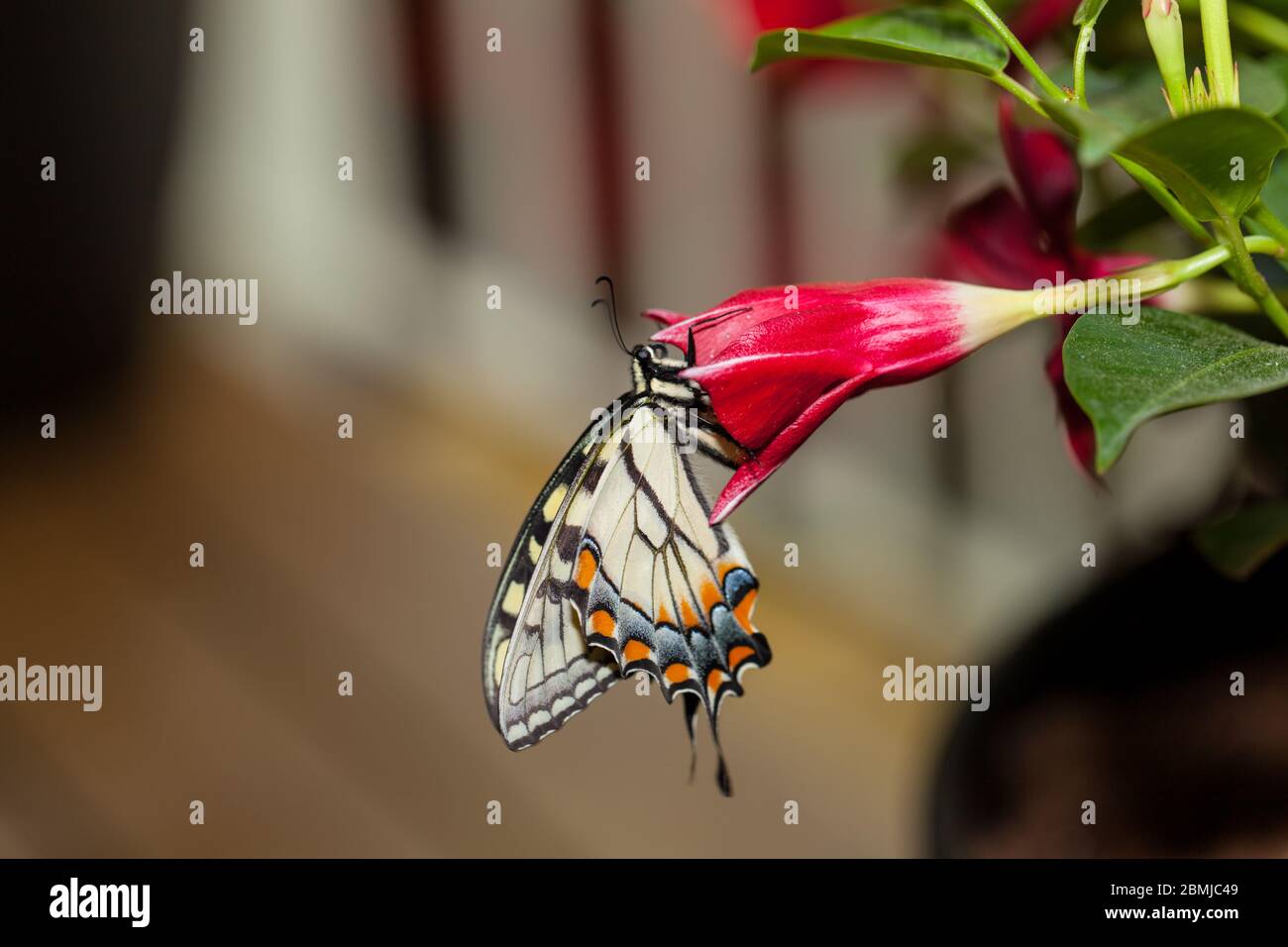 Newly emerged butterfly working on pumping up its wings Stock Photo - Alamy