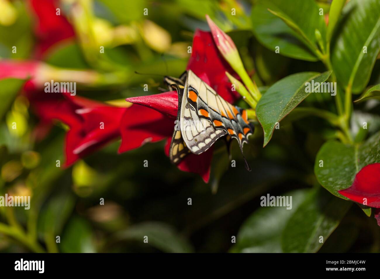 Newly emerged butterfly working on pumping up its wings Stock Photo - Alamy