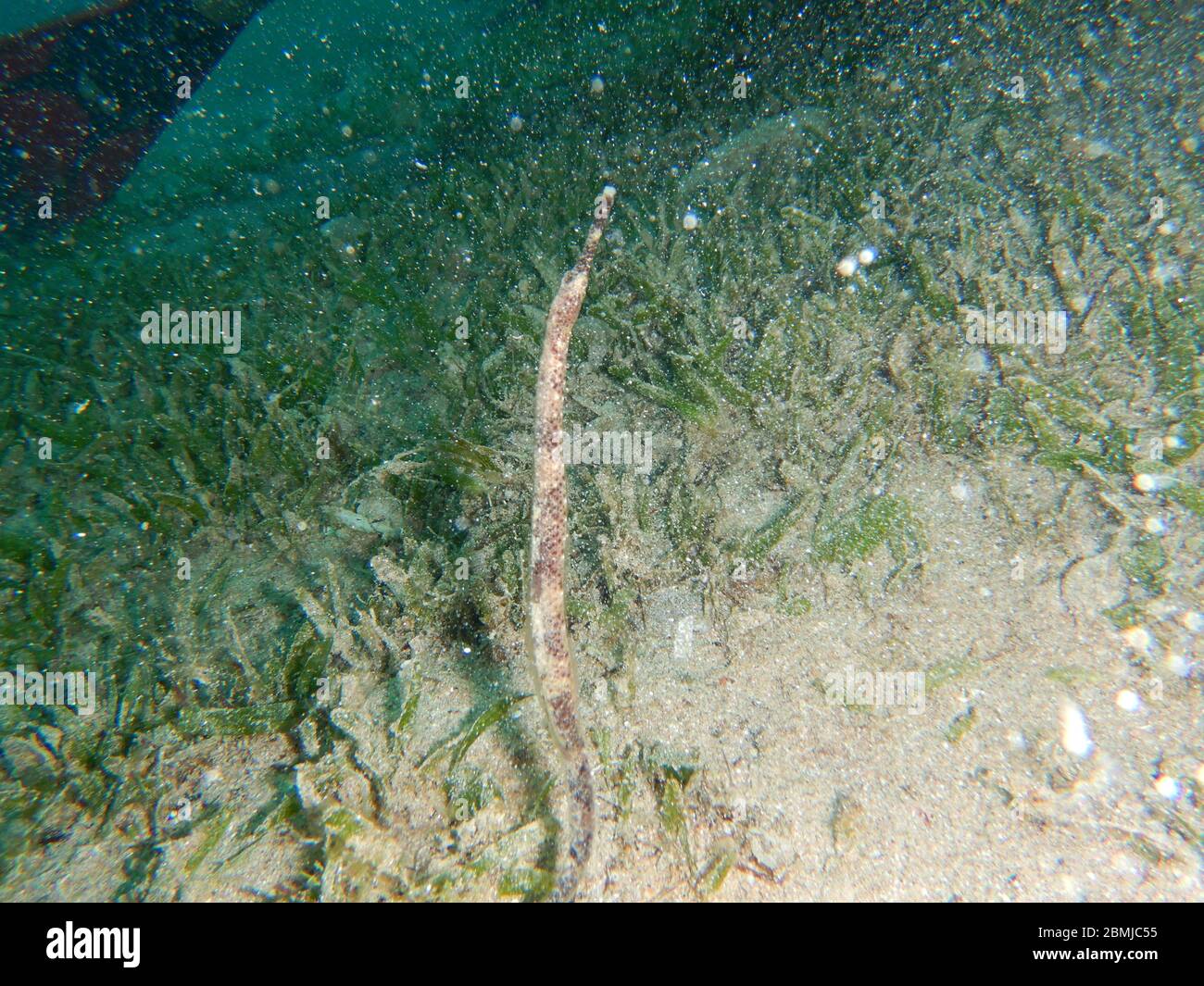 Snake pipefish underwater hi-res stock photography and images - Alamy