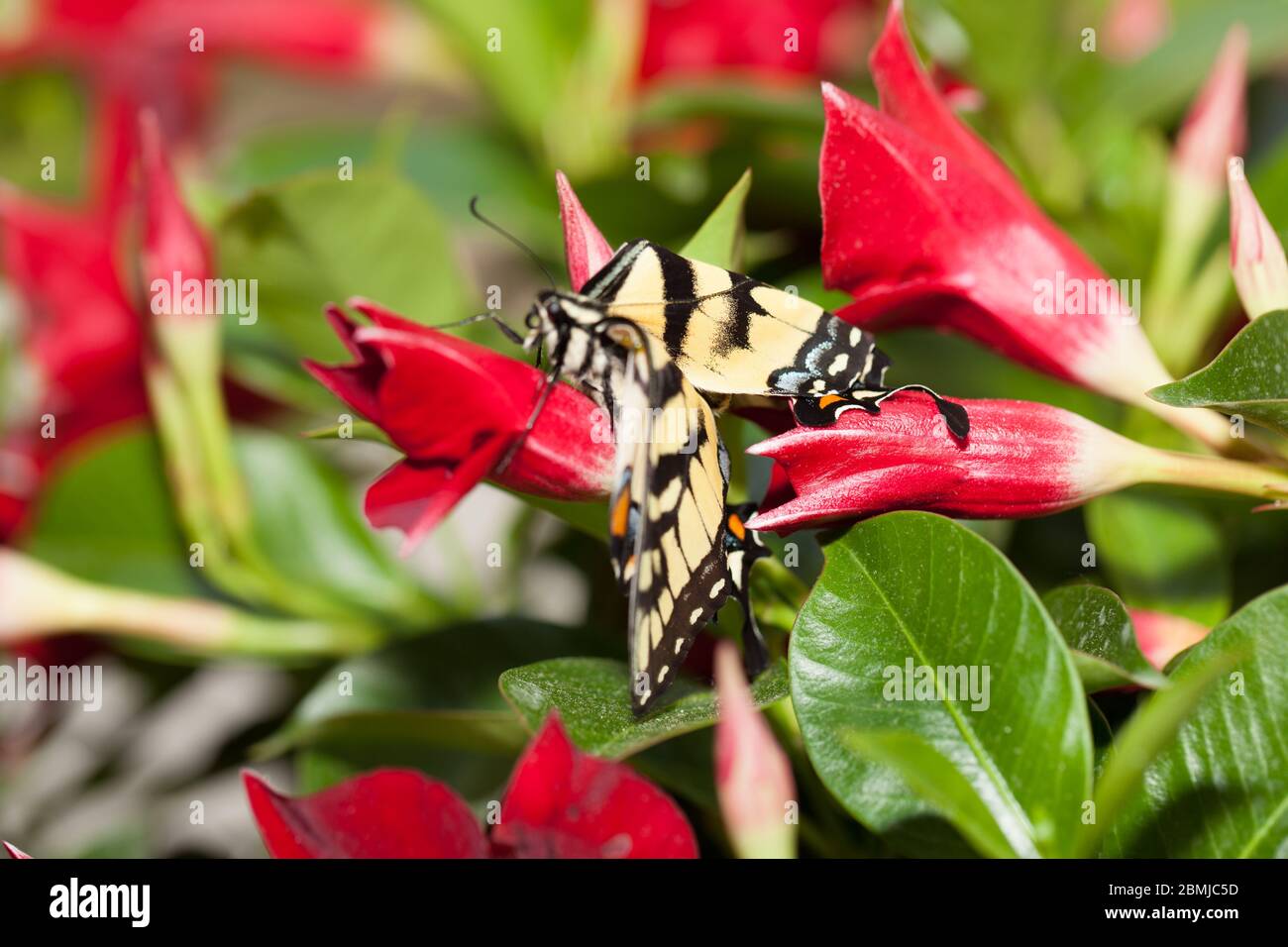 Newly emerged butterfly working on pumping up its wings Stock Photo - Alamy