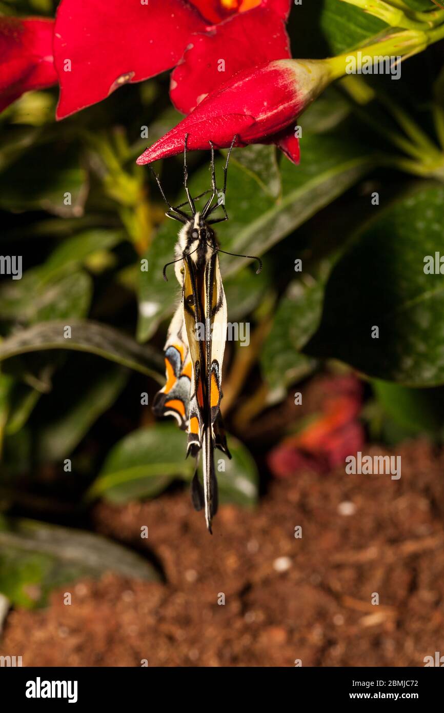 Newly emerged butterfly working on pumping up its wings Stock Photo - Alamy