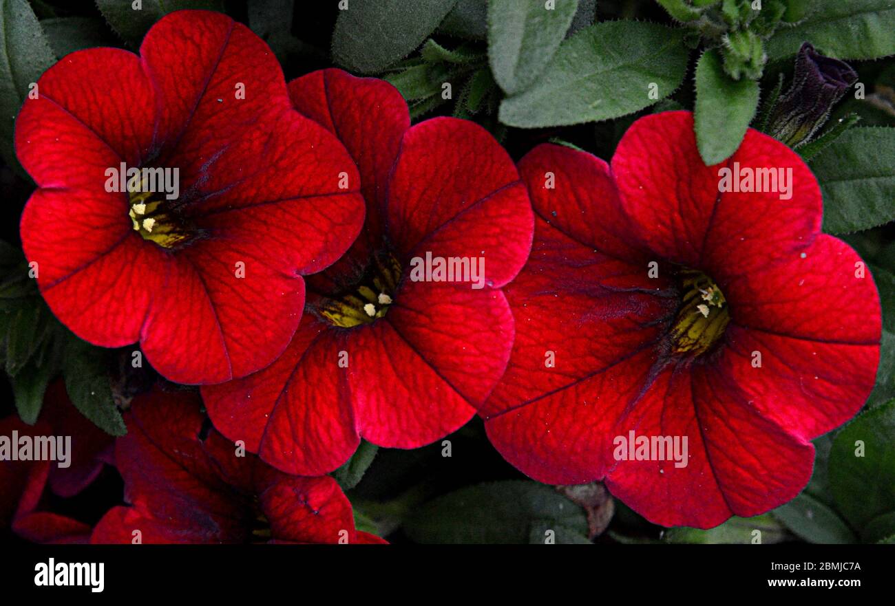 Three red flowers Stock Photo - Alamy