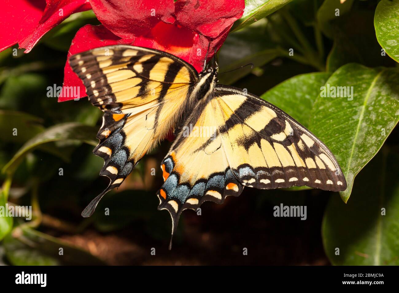 Newly emerged butterfly working on pumping up its wings Stock Photo - Alamy