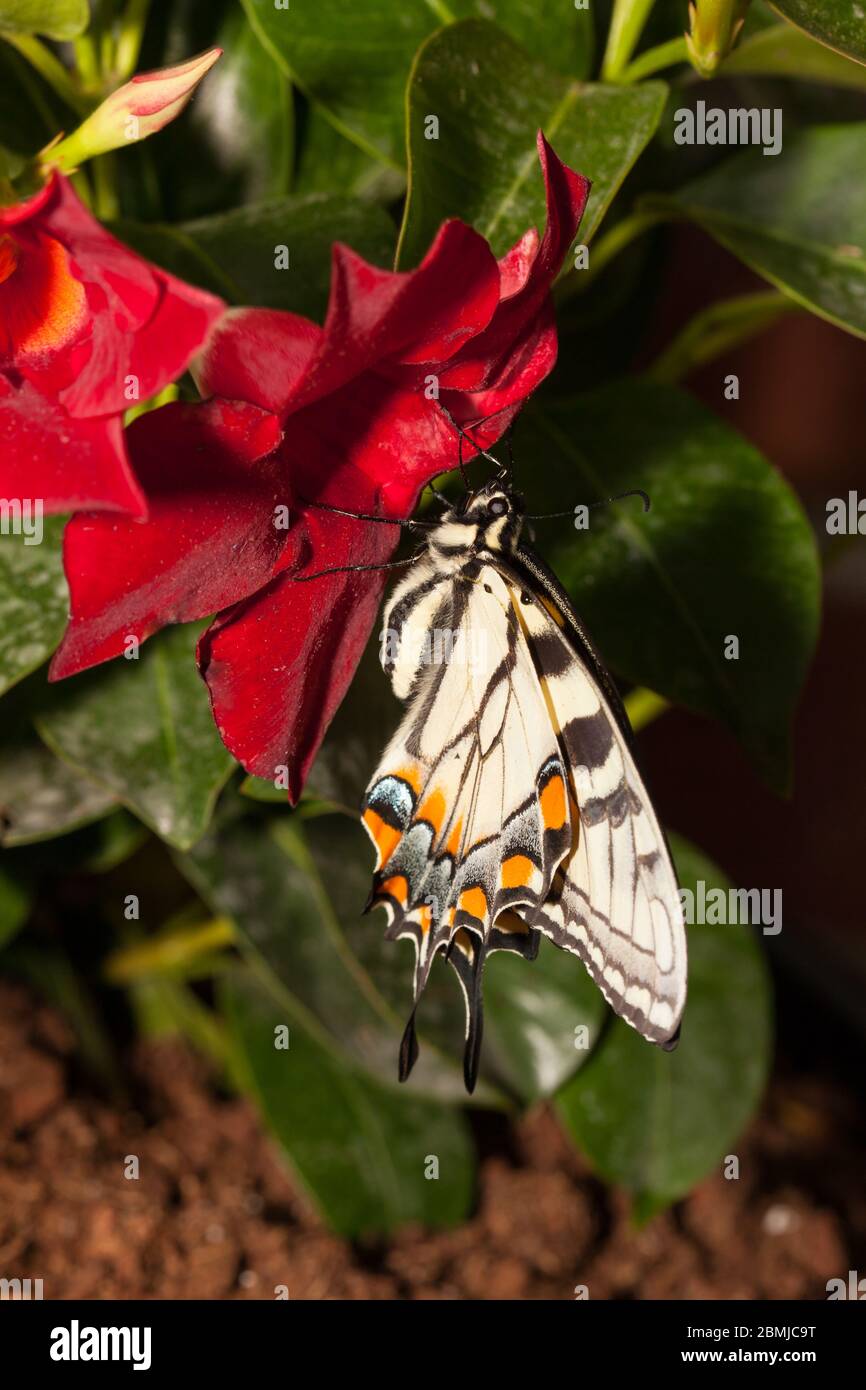 Newly emerged butterfly working on pumping up its wings Stock Photo - Alamy