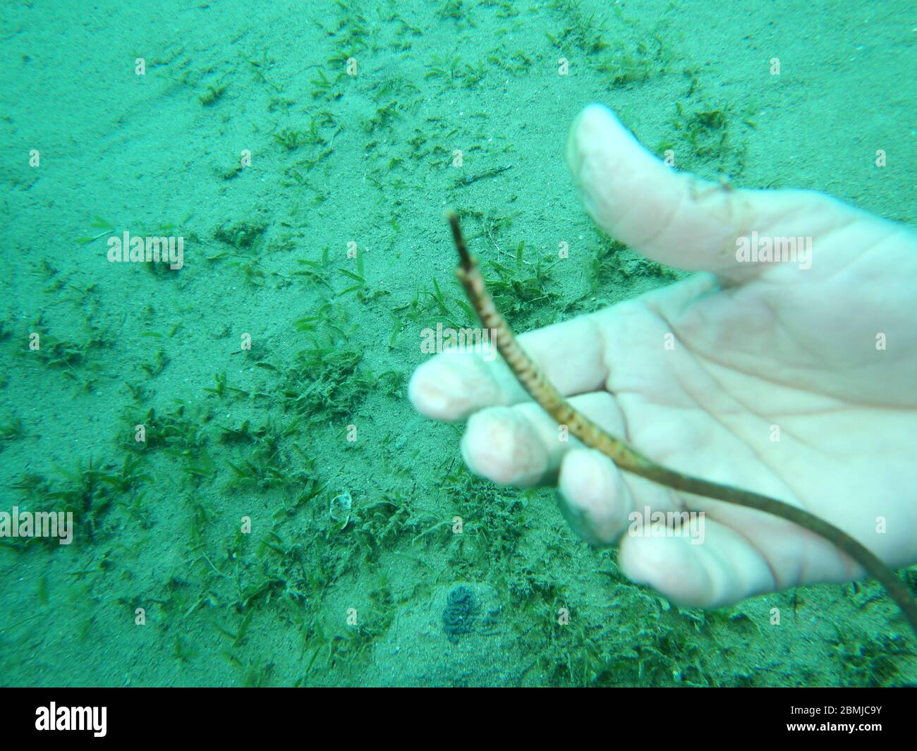 Snake pipefish underwater hi-res stock photography and images - Alamy