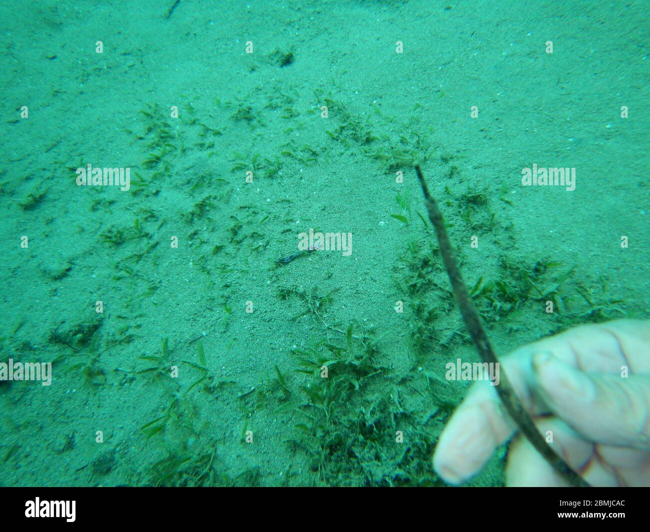 Reef pipefish hi-res stock photography and images - Alamy