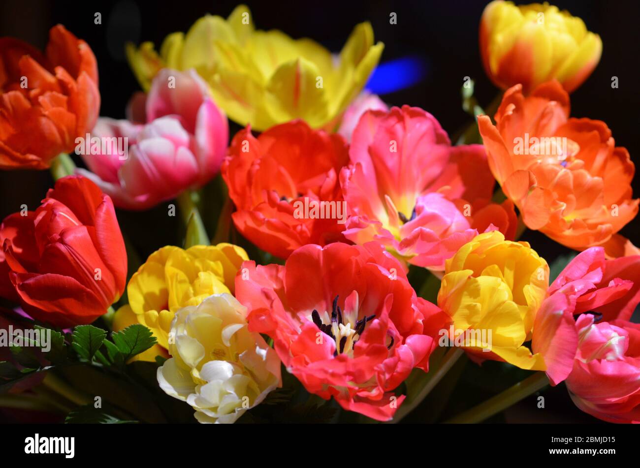 Open tulips hi-res stock photography and images - Alamy
