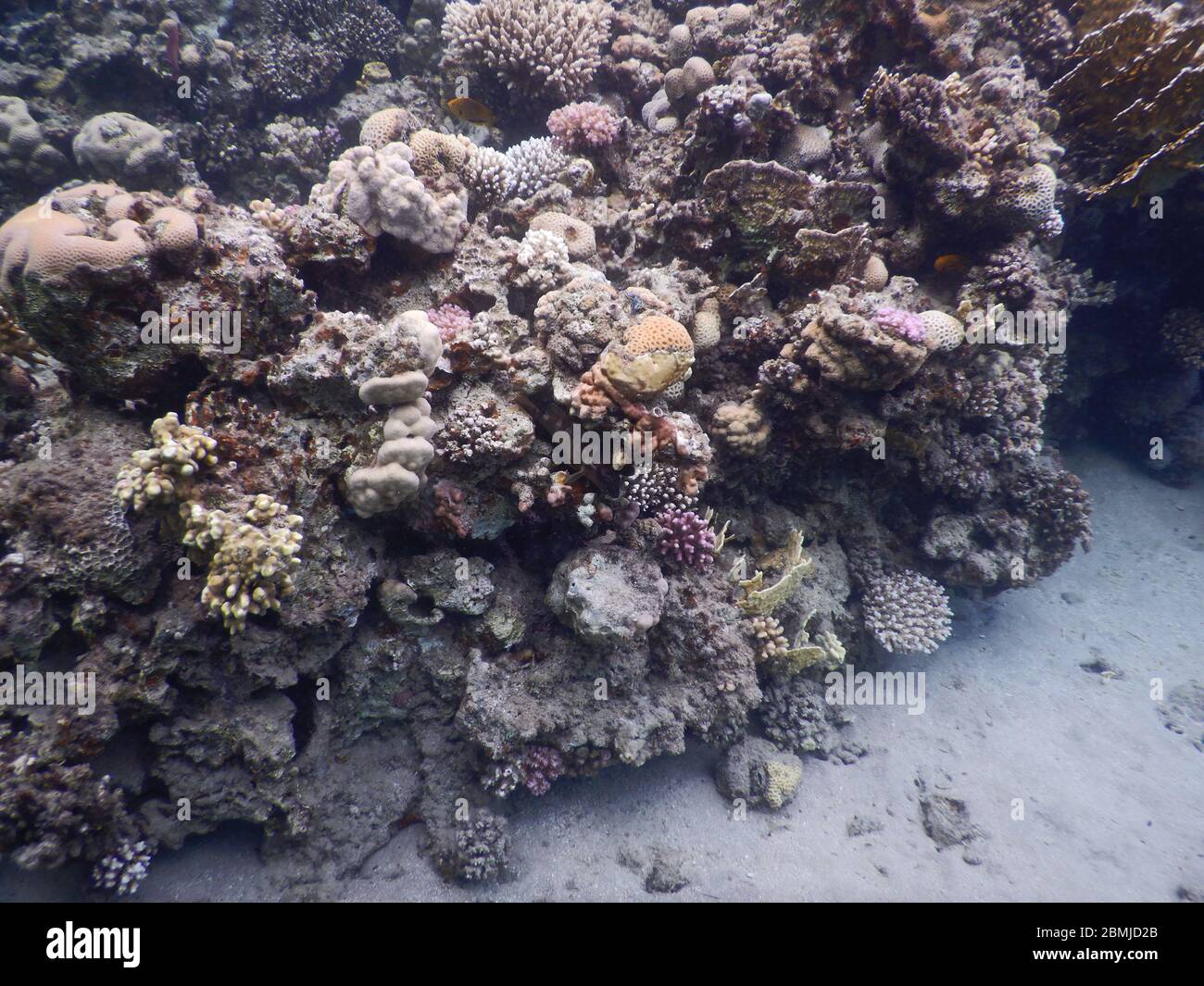 Coral Reef Ecosystem Stock Photo - Alamy