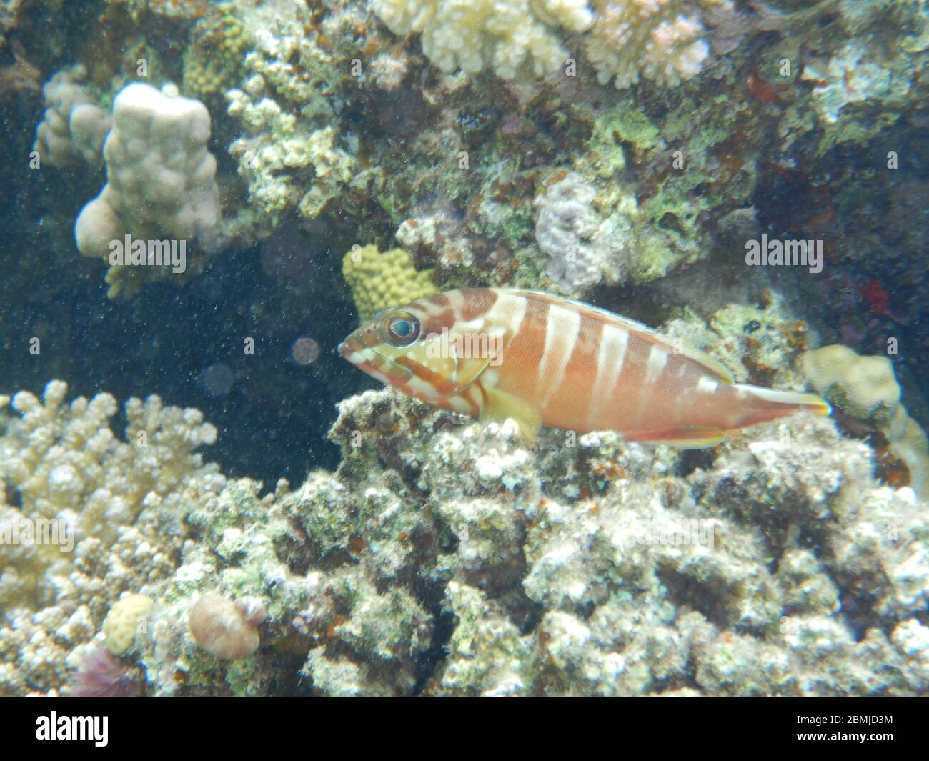 Coral reef fishes in ras mohammed national park hi-res stock ...