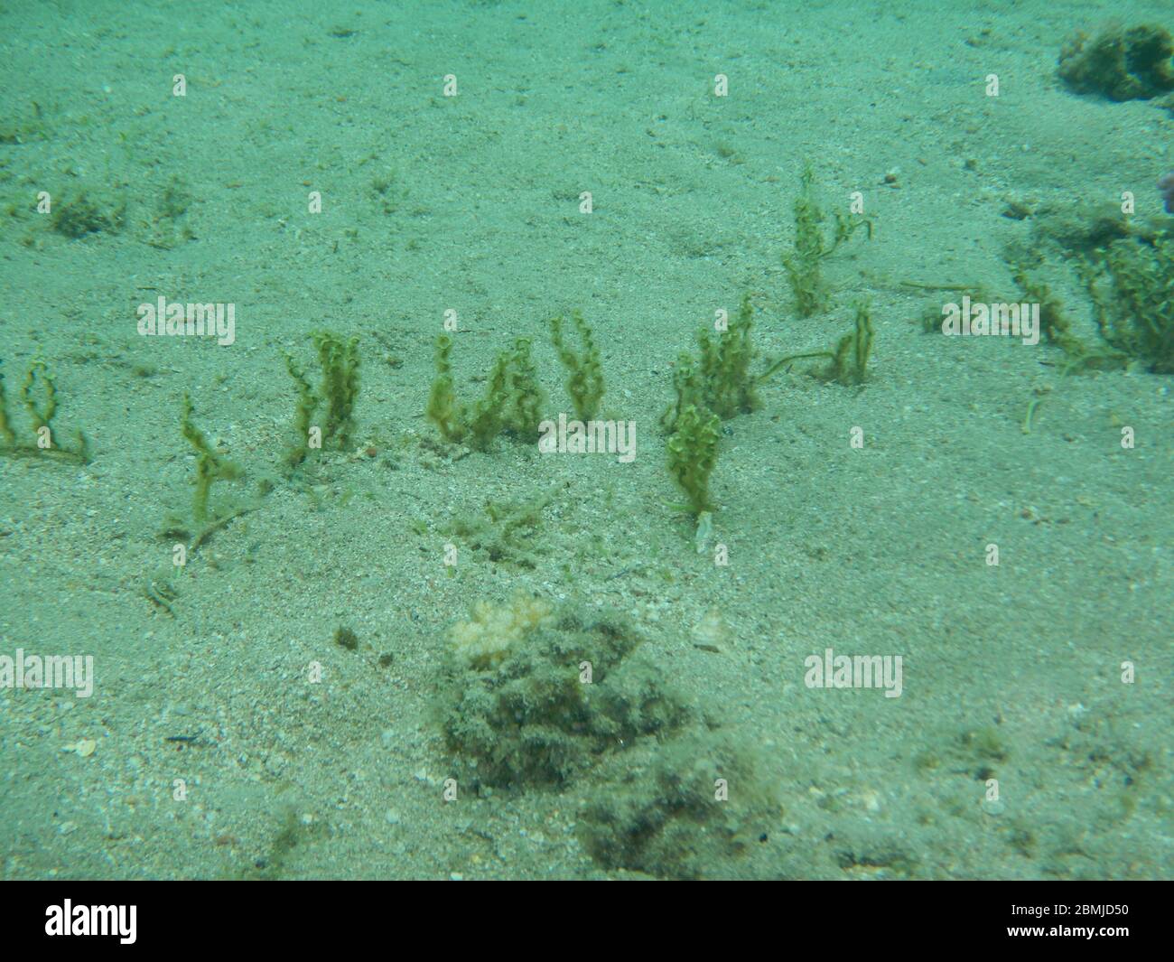 seaweeds, Algae, Macroalgae Stock Photo - Alamy