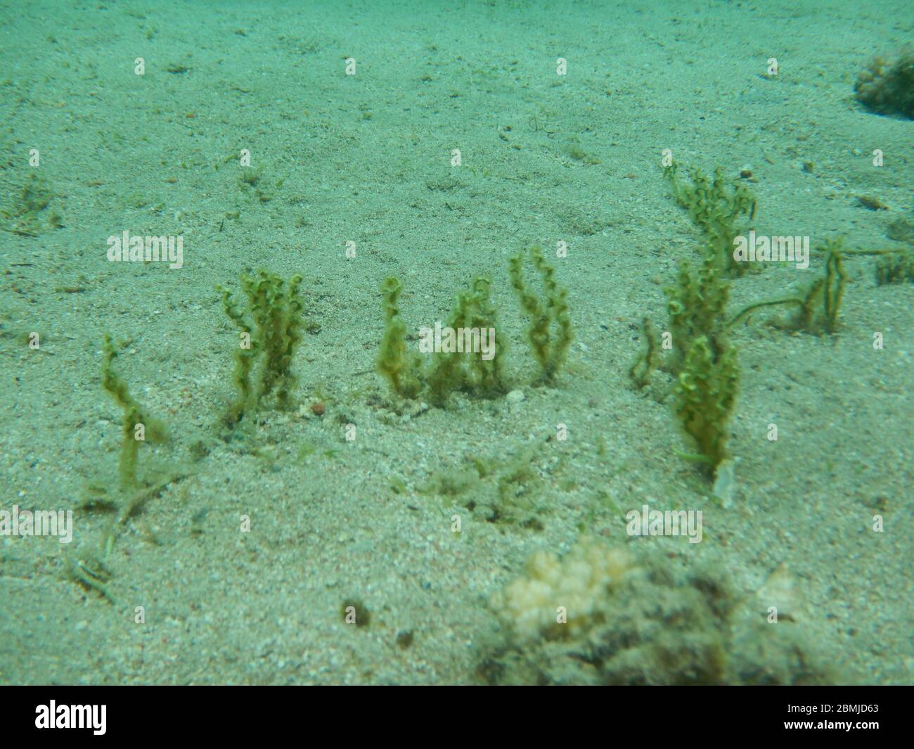 Filamentous Algae High Resolution Stock Photography and Images - Alamy