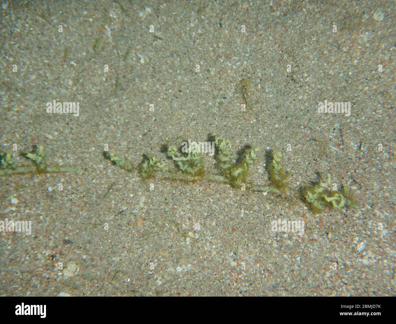 seaweeds, Algae, Macroalgae Stock Photo - Alamy