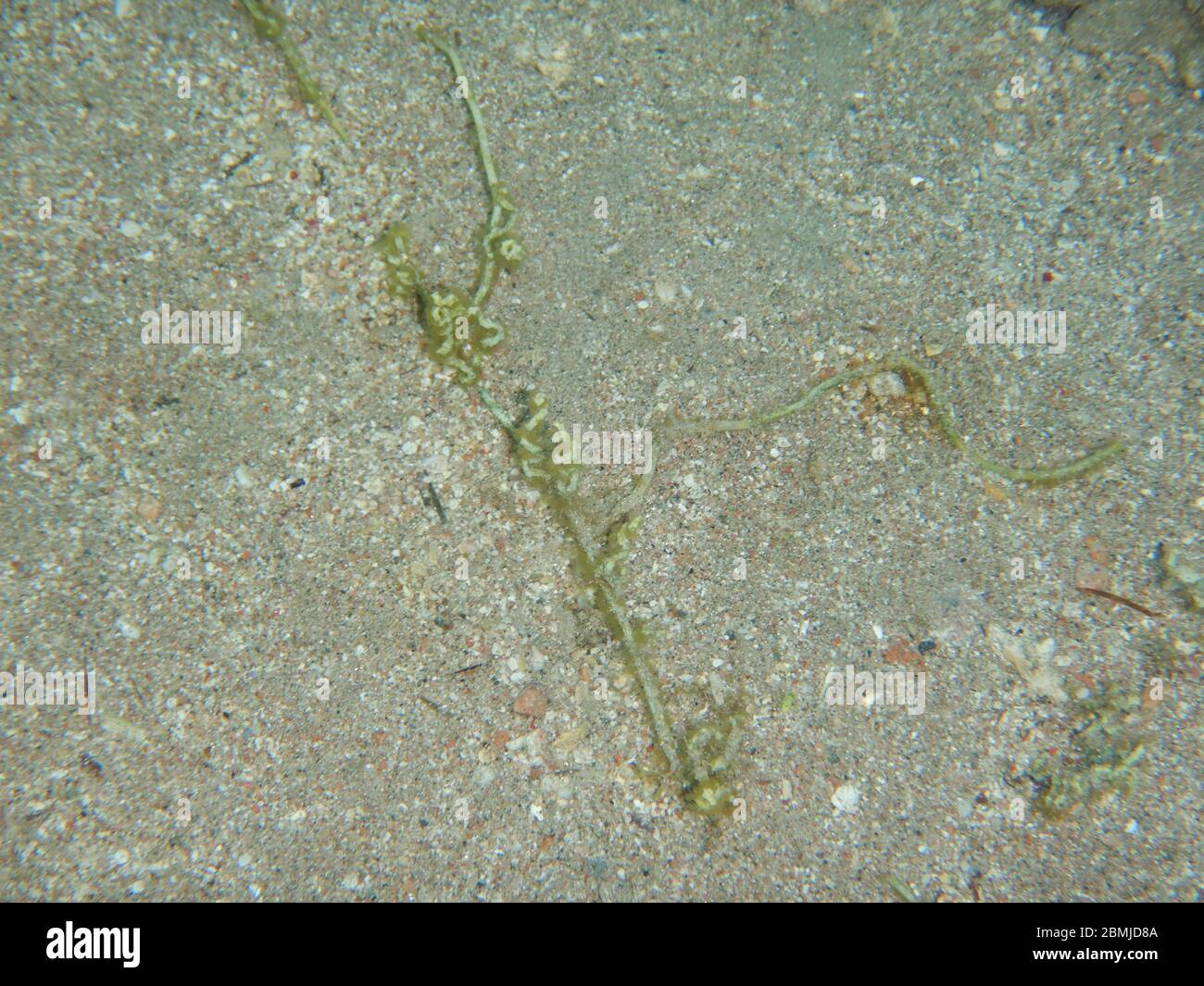 seaweeds, Algae, Macroalgae Stock Photo - Alamy