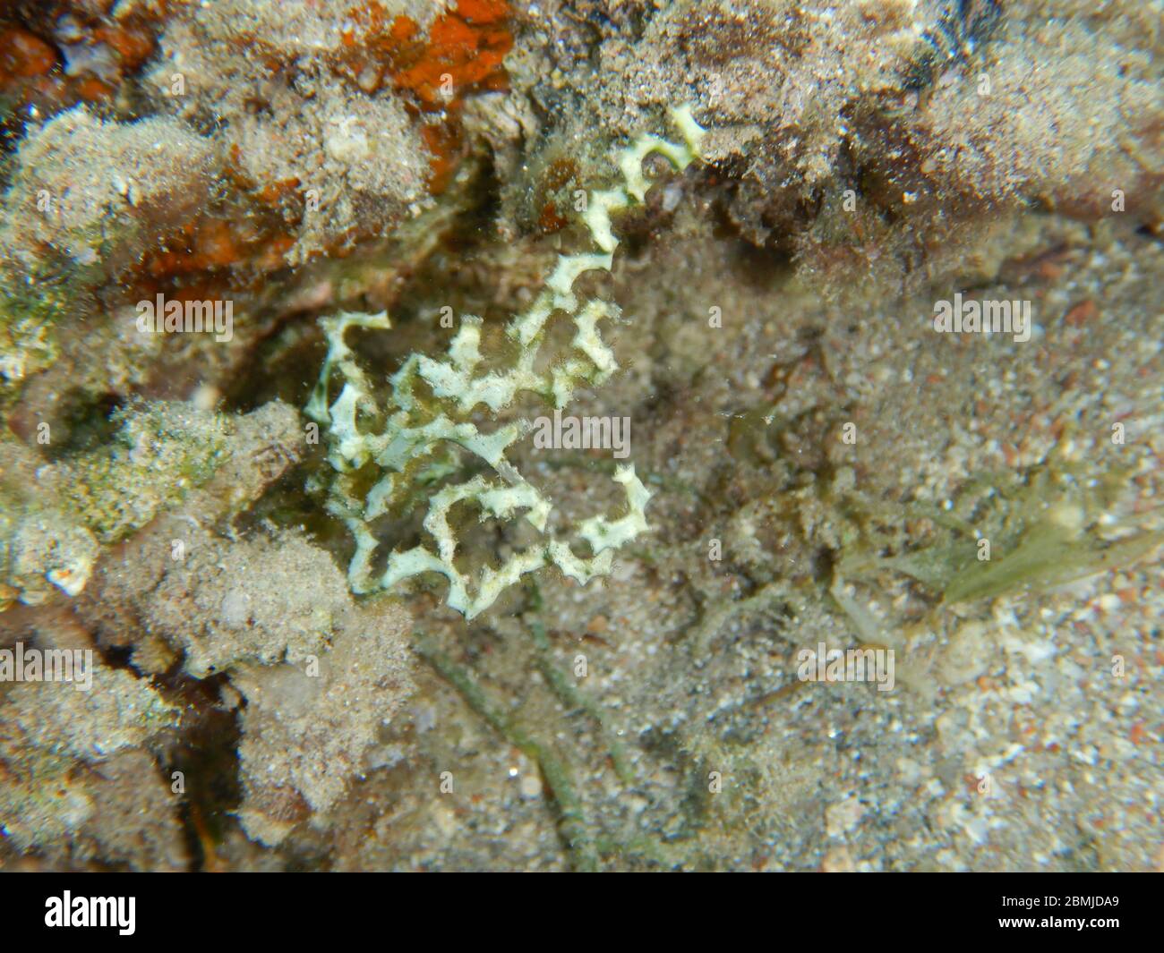 seaweeds, Algae, Macroalgae Stock Photo - Alamy