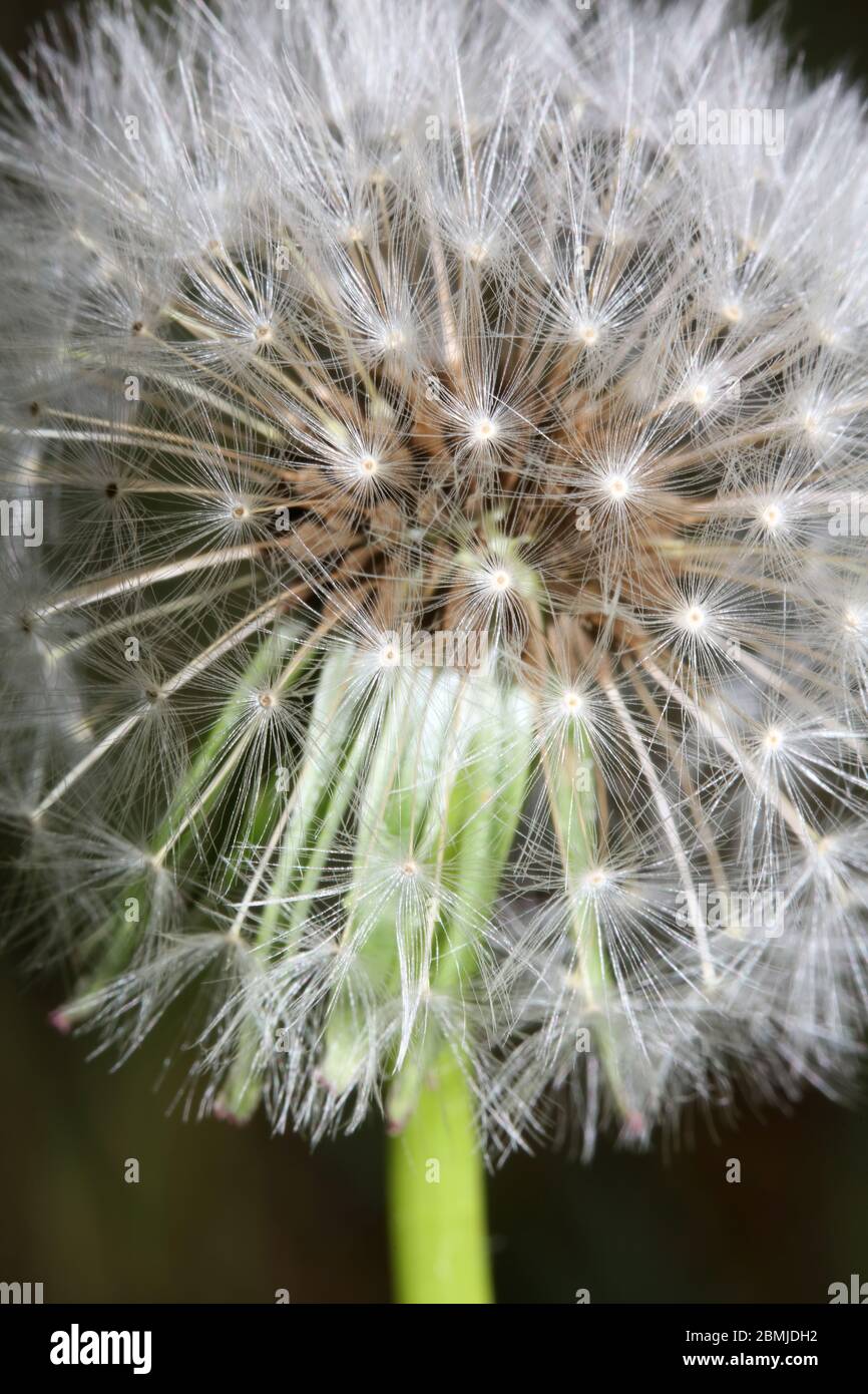 Puffball flower hi-res stock photography and images - Alamy