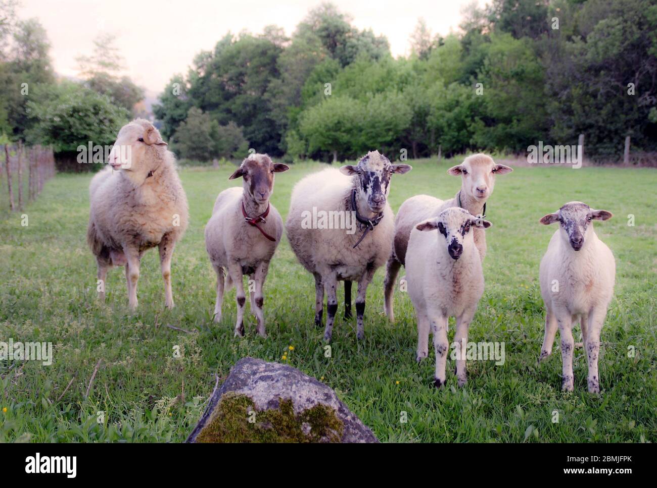 Ovejas ovejas ovejas corderos corderos campo hi-res stock photography ...