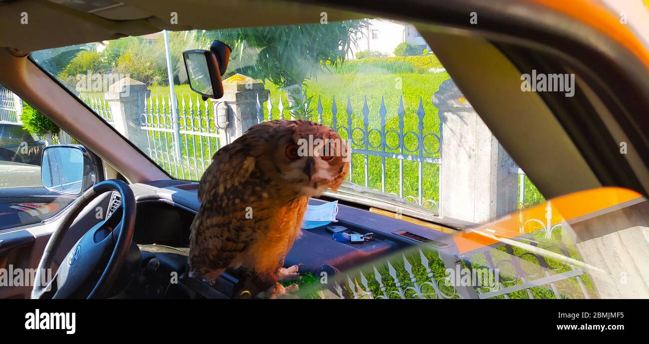 Claws talons falconry eagle hi-res stock photography and images - Alamy