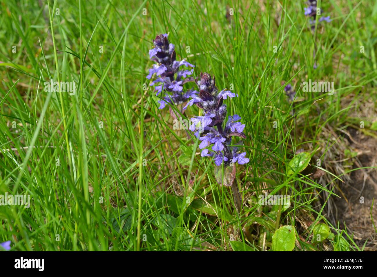 Bugle (Ajuga reptans) a wildflower of May in chalk hills of the North ...