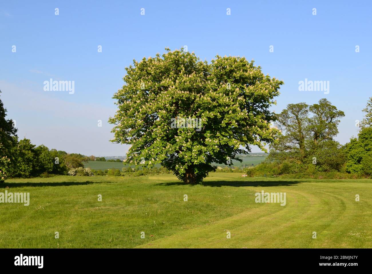 Horse chestnut flowering on golf course. Spring scenes from ...