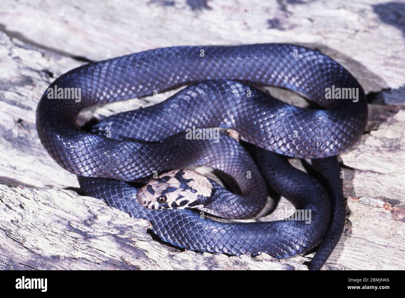Pale Snake High Resolution Stock Photography and Images - Alamy