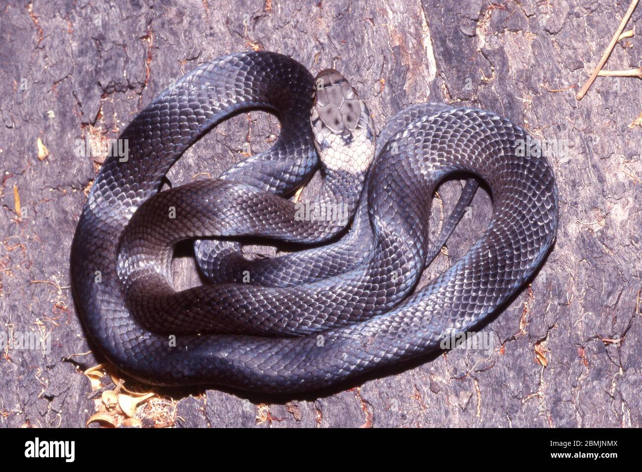 Pale headed snake hoplocephalus bitorquatus hi-res stock photography ...
