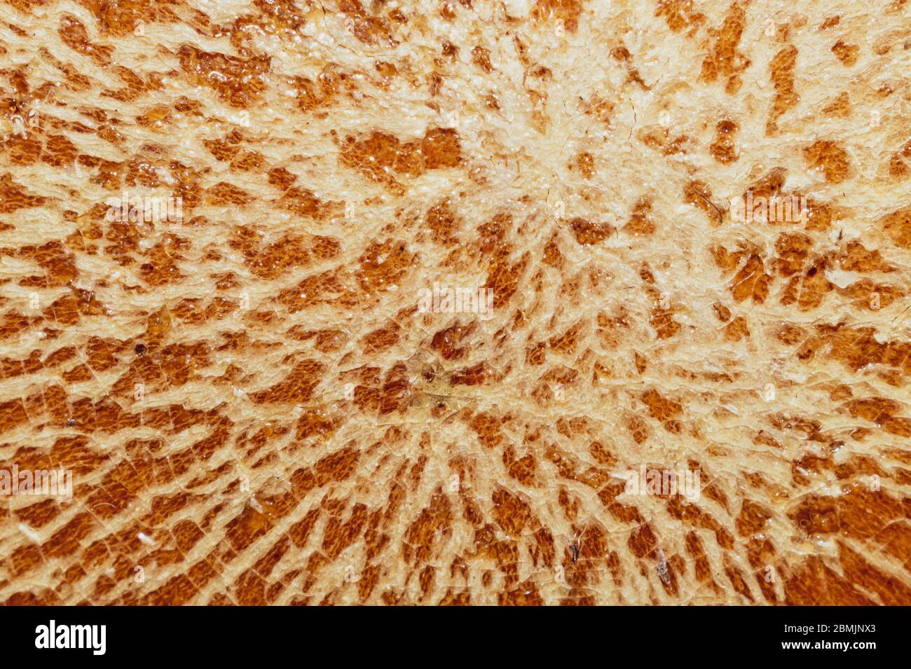 Varnished wood texture hi-res stock photography and images - Alamy