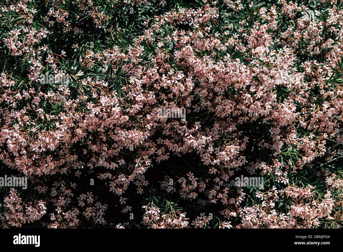 Limassol Cyprus May 09, 2020 Closeup of colorful flowers growing in a ...