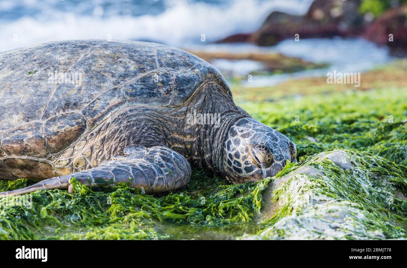 Sleeping Giant Sea Turtle Stock Photo - Alamy
