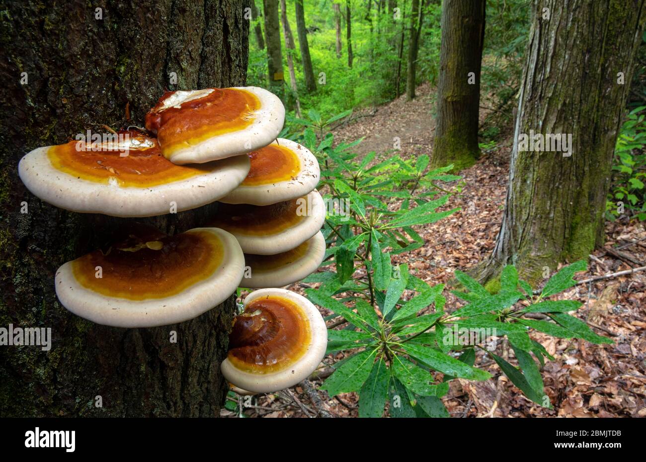 Polypore fungi hi-res stock photography and images - Alamy