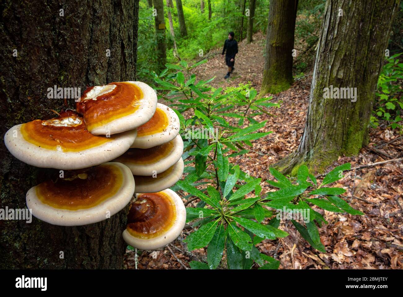 Ganoderma species of polypore fungi growing on tree bark - North Slope ...