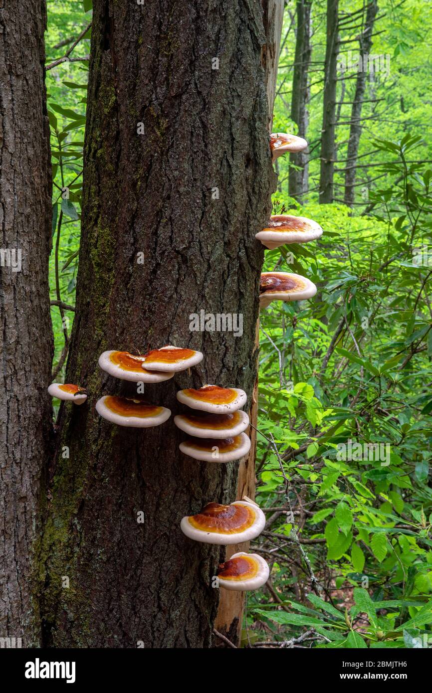 Ganoderma species of polypore fungi growing on tree bark - North Slope ...