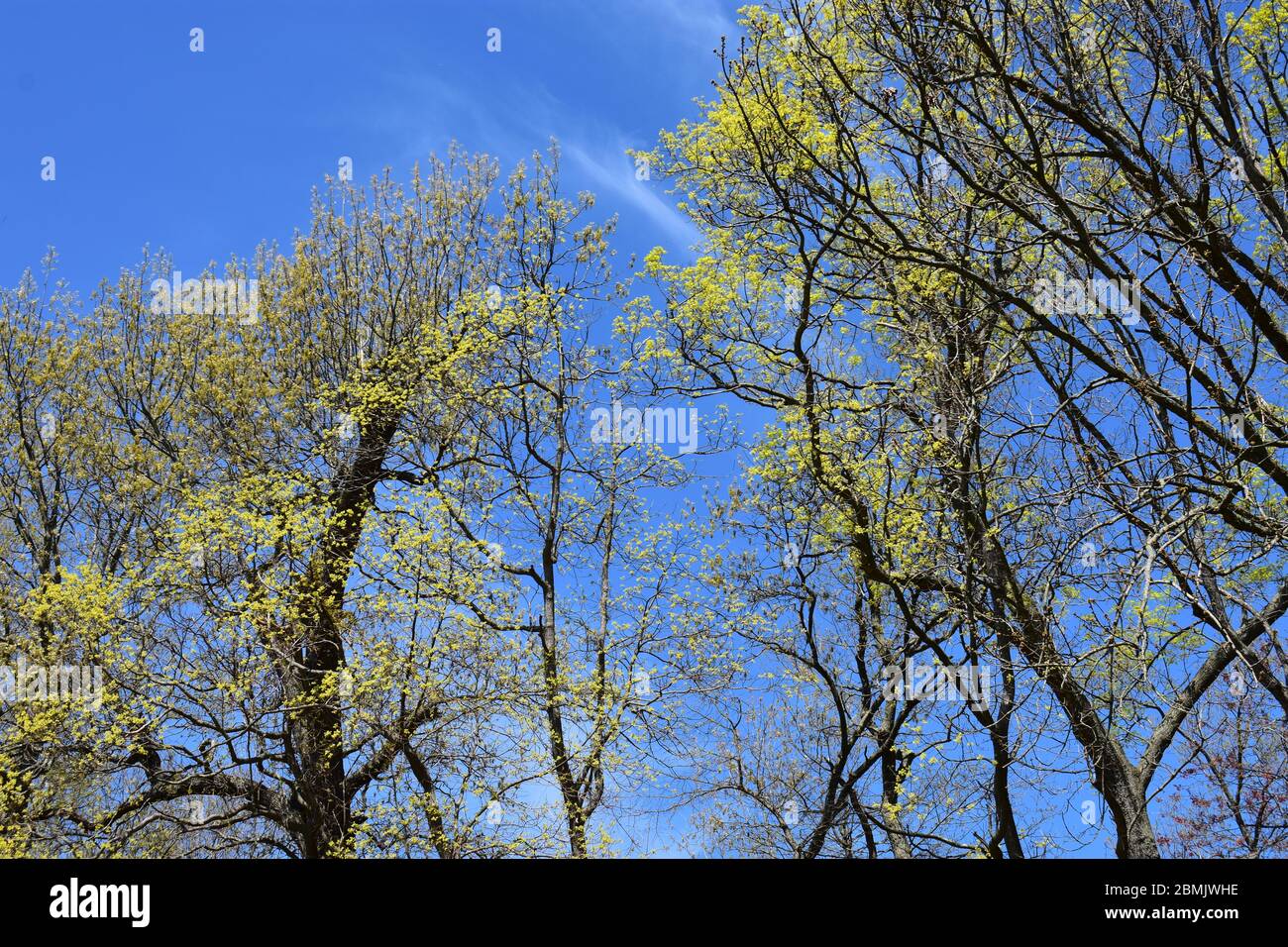Blue skies and white cumulus clouds viewed through sparsely leaved oak ...