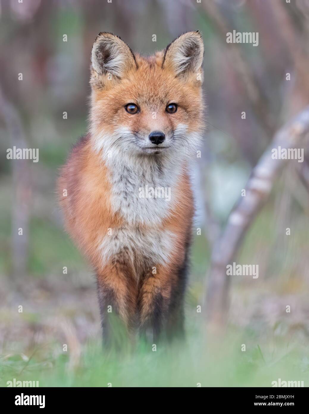 Walking kit hi-res stock photography and images - Alamy