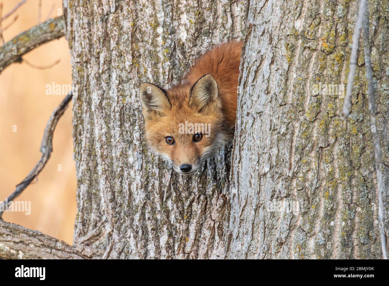 Hidding hi-res stock photography and images - Alamy