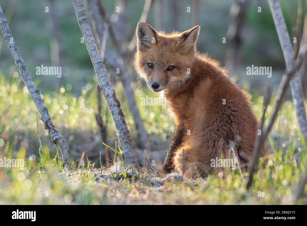 Red fox kit sitting on the ground on an early spring morning at sunrise ...