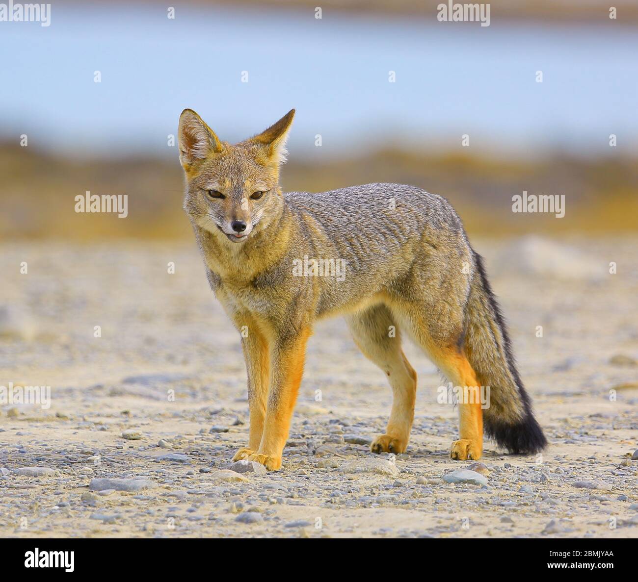 South American gray fox in Patagonia, Argentina Stock Photo - Alamy